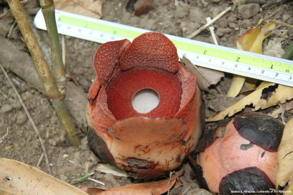 World's smallest Rafflesia flower discovered in Nueva Ecija | GMA News ...