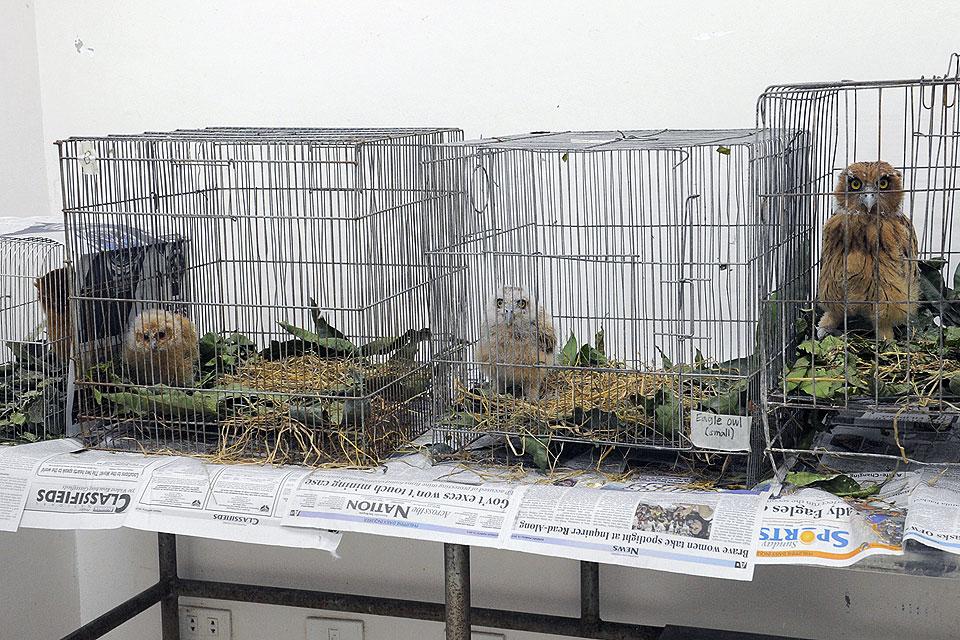 Endangered wildlife seized at NAIA | Photos | GMA News Online