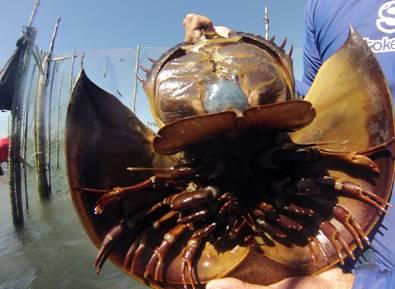 Millions of bats and alien-looking crab on 'Born to be Wild' | GMA News ...