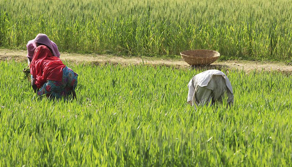 DA launches color-coded agricultural guide map | GMA News Online