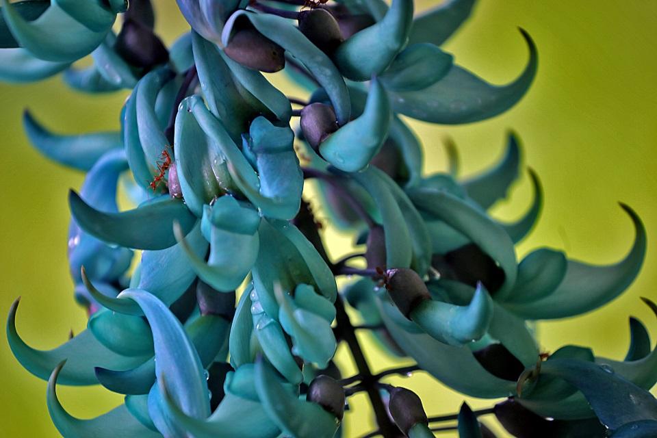 Endangered jade vine grows in Albay | Photos | GMA News Online