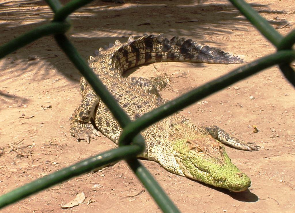 Palawan fisherman eaten in rising croc attacks | Philippine News