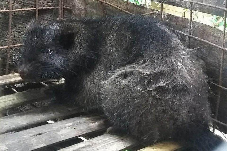 Giant cloud rat rescued in Quezon | Photos | GMA News Online