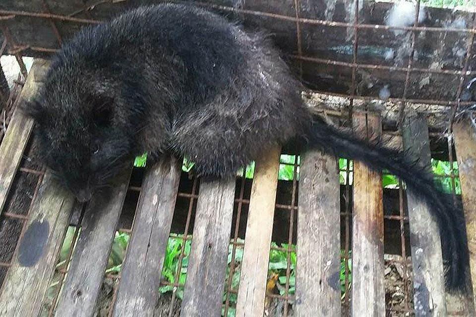 Giant cloud rat rescued in Quezon | Photos | GMA News Online