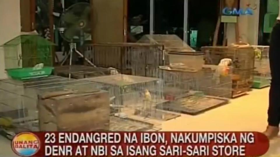 NBI, DENR raid sari-sari store selling endangered birds | GMA News Online