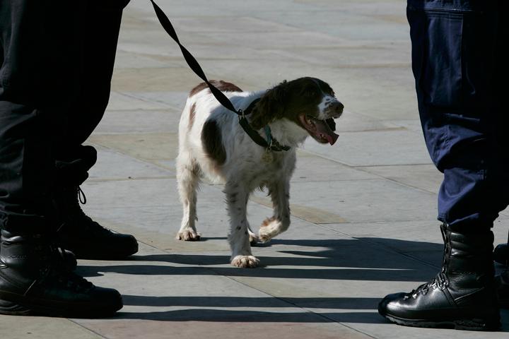 Sniffer dogs in UK airport find sausages instead of drugs | GMA News Online