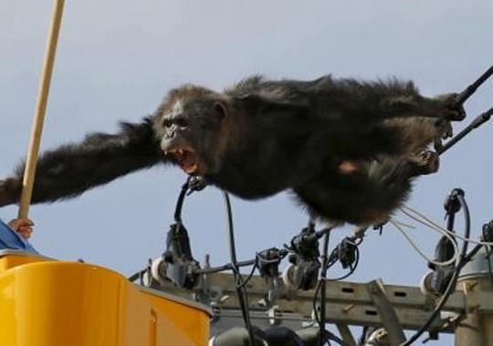 Chimpanzee, tumambay sa tuktok ng electric post matapos makakawala sa ...
