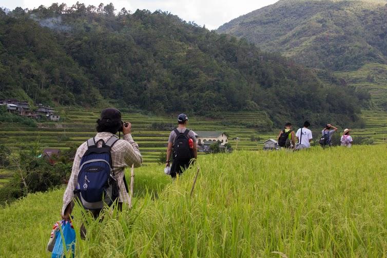 10,000-hectare rice plantation in Capiz damaged by brown planthopper ...