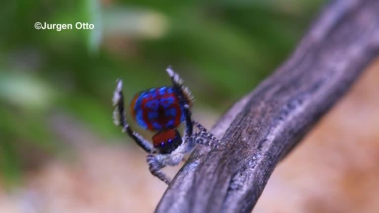 Courtship dance of the Australian Peacock Spider | GMA News Online