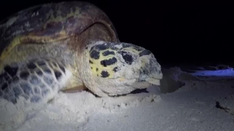 Sea turtle satellite tagging for migration study | GMA News Online