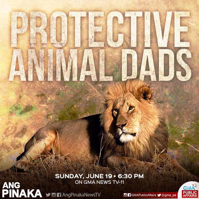 'Ang Pinaka' lists downs the most protective animal dads | GMA News Online