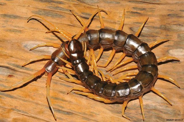 Giant swimming centipede discovered in Southeast Asia | SciTech | GMA ...