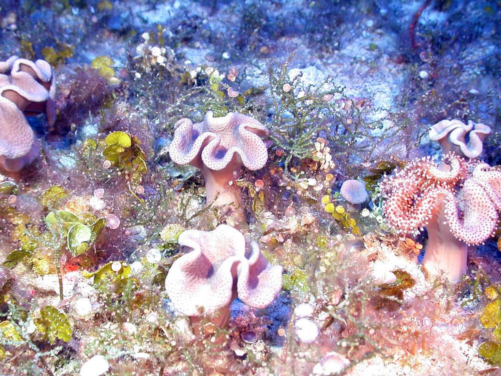 Scientists document diverse marine life of PHL's Benham Rise | GMA News ...