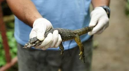 Lizards and parasites encounter on 'Born to be Wild' | GMA News Online