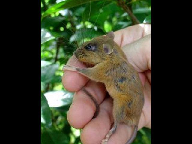 Long-whiskered tree mice lead Philippines biodiversity claim