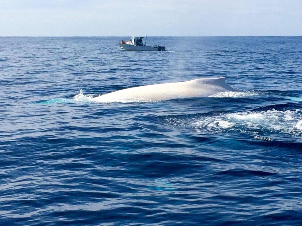 Rare white whale sighted off Australia, believed to be famed Migaloo ...
