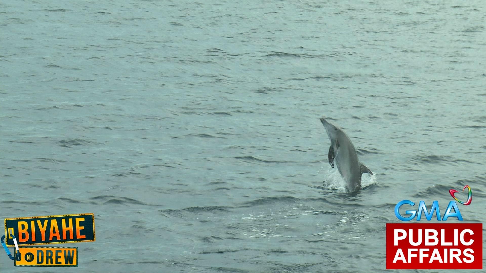 Dolphin watching and everything in between: A ‘Biyahe ni Drew ...