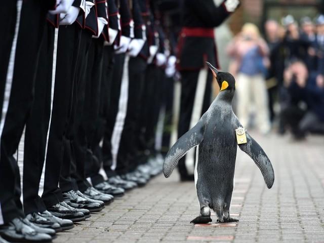 Penguin knight Sir Nils Olav inspects Norwegian troops, promoted to ...