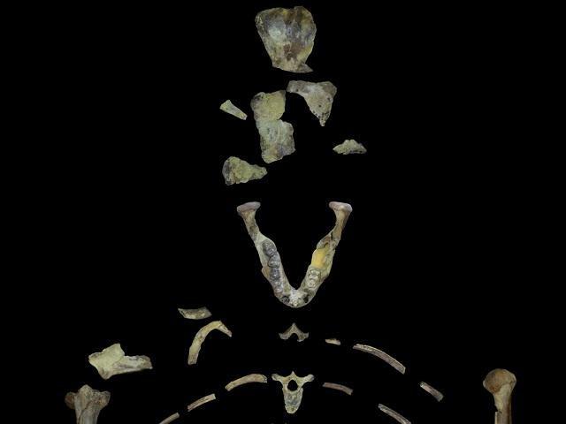 Fall from a tree may have caused death of famed hominid Lucy
