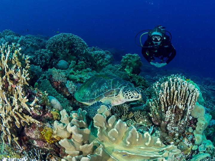 Green sea turtle nasagip sa lalawigan ng Quezon | Philippine News