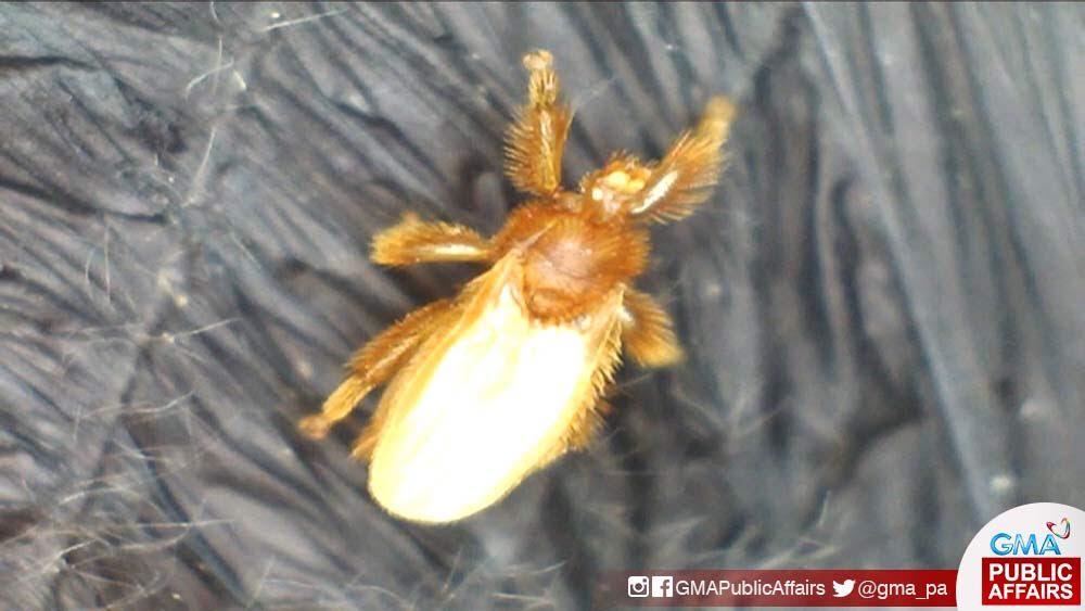 Parasites and lizards encounter on 'Born to be Wild' │ GMA News Online