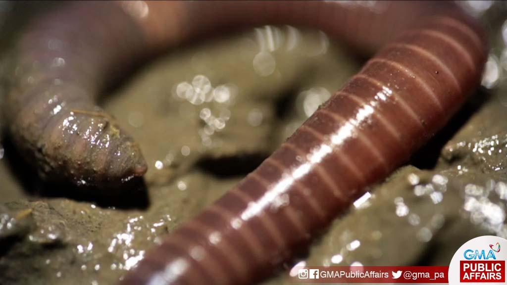 'Kiwet' and mating rituals of hawk owls on 'Born To Be Wild' | GMA News ...