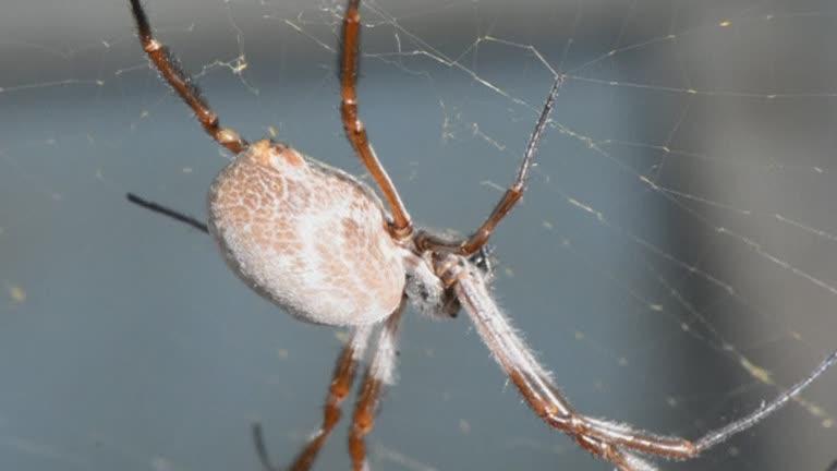 When did spider derby or fighting start? Kuya Kim answers | GMA News Online