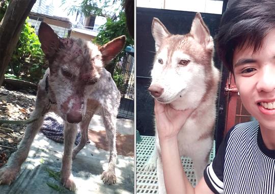 Si Brei, ang asong gala at galisin noon, isang napakagandang aso na ...