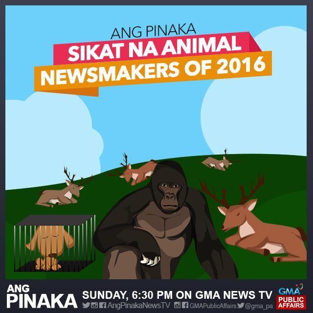 Top animal newsmakers of 2016, this Sunday on 'Ang Pinaka' | GMA News ...