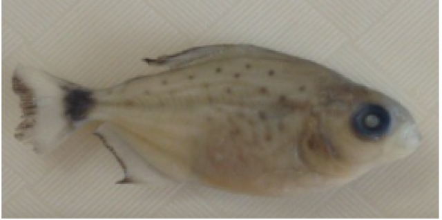 Pinay scientist uses DNA testing to catch wildlife smugglers | GMA News ...