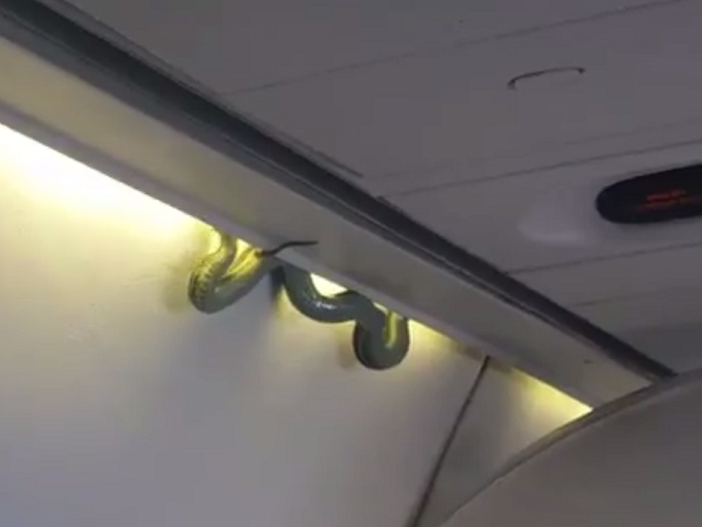 Snake on a plane a first-class surprise in Mexico | GMA News Online