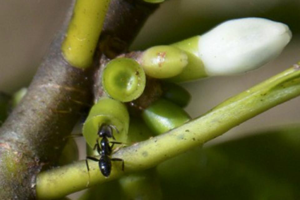 Fiji ants farm plants, study shows | GMA News Online