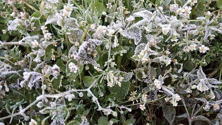 Frost hits Benguet veggie farms | GMA News Online