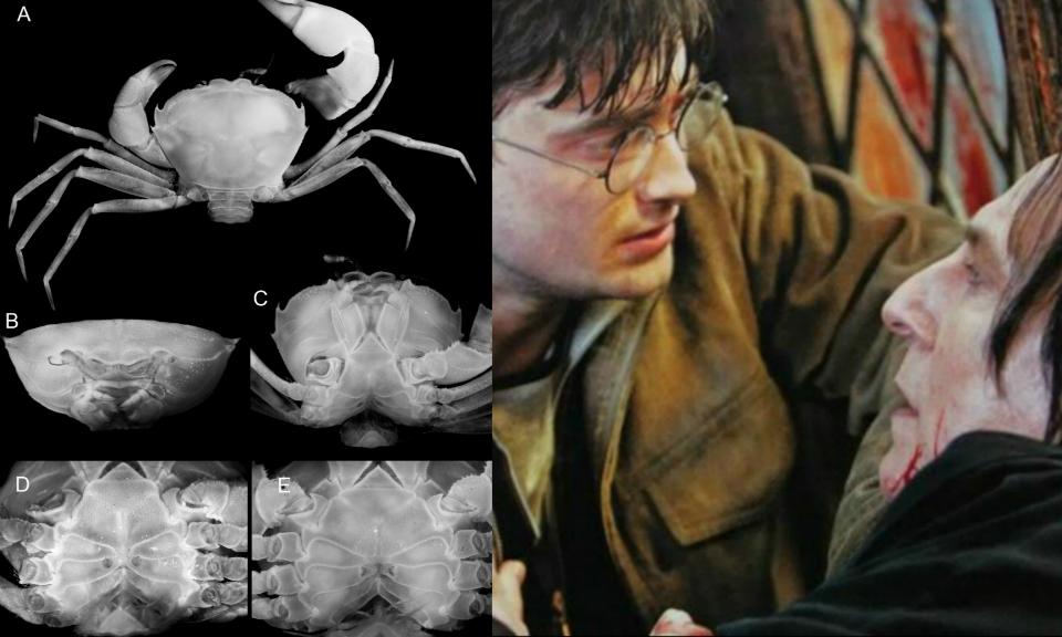 Pinoy discovers new Harry Potter crab species | GMA News Online