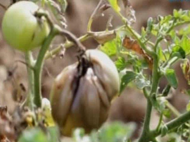 Strong winds destroy tomato plants in Abra’s Bangued town | GMA News Online