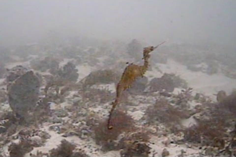 Giant Red Sea Dragon