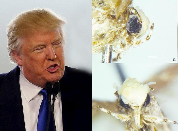 Tiny moth with distinctive ‘hairdo’ named after Trump | GMA News Online