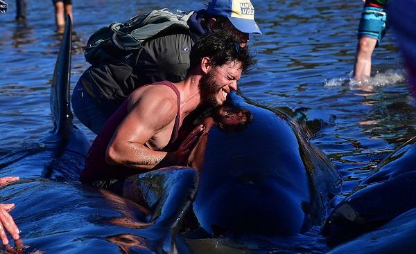 New Zealand rescuers form human chain to help stranded whales | GMA ...