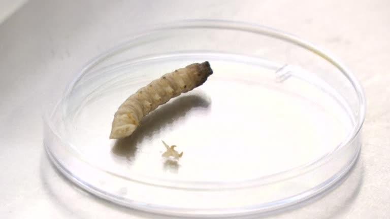 Armyworm plague threatens to devastate Asia's rice | GMA News Online