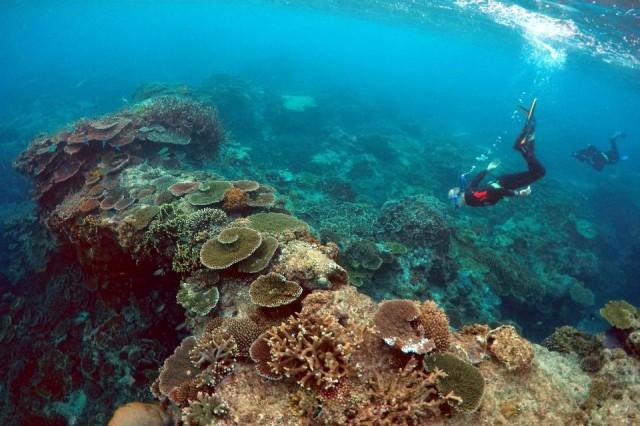 Survival of coral reefs depends on pollution cuts — study
