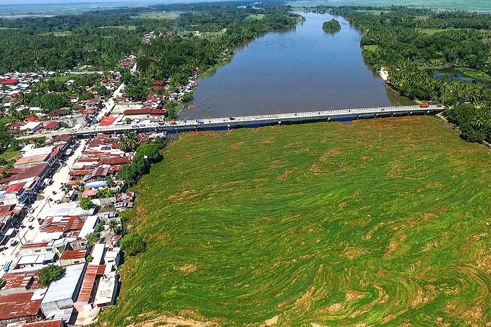 Water lilies clog Maguindanao river | Photos | GMA News Online