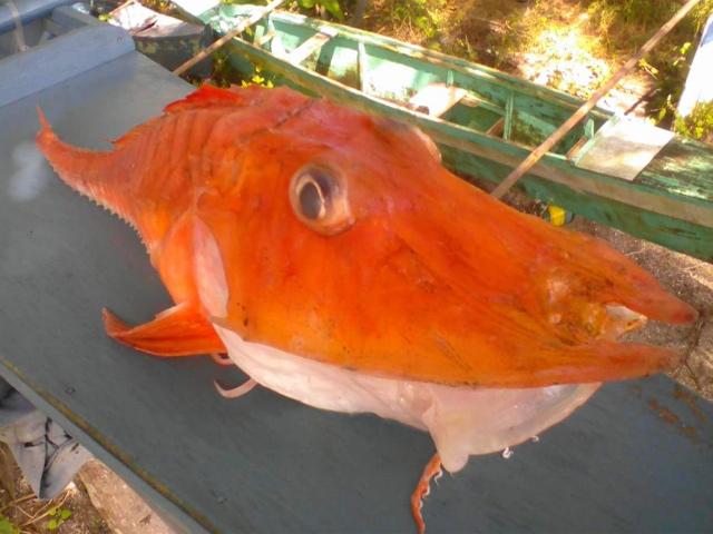 'Weird fish' na 'armored sea robin,' nalambat sa karagatan ng Romblon ...