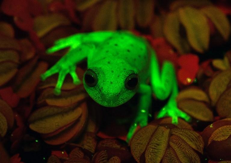 First fluorescent frog found in Argentina | GMA News Online