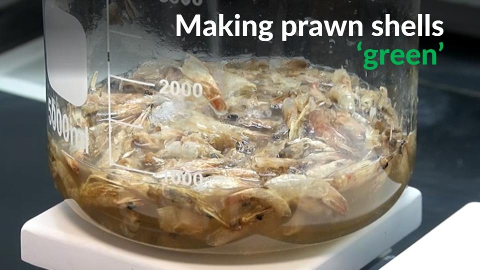 Researchers turn prawns into plastic | GMA News Online
