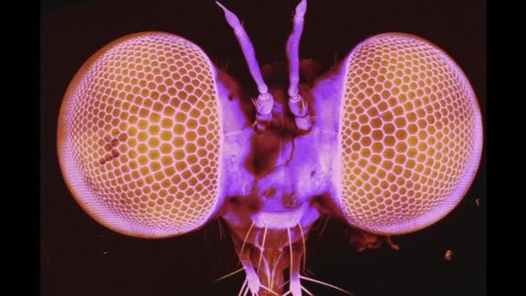 This tiny predator is Top Gun of the insect world | GMA News Online