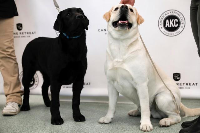 Labrador retriever still leads the pack of most popular US dogs | GMA ...