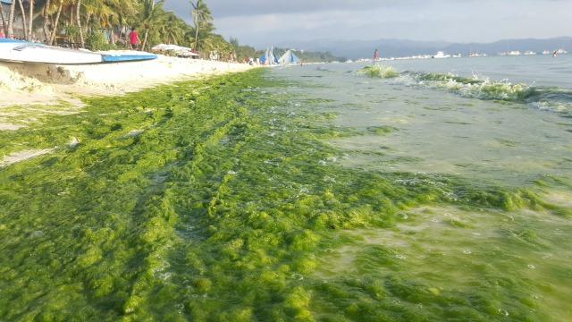Blue waters, green shores: The environmental impact of Boracay's ...