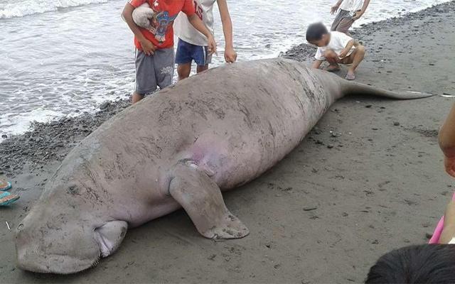 Mag-inang dugong, natagpuang patay sa Sarangani | Balitambayan Mag-inang dugong, natagpuang patay sa Sarangani | Balitambayan