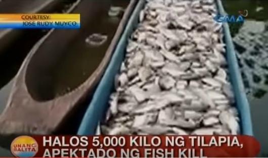 Almost 5,000 tilapia affected in fish kill in Lake Sebu | GMA News Online