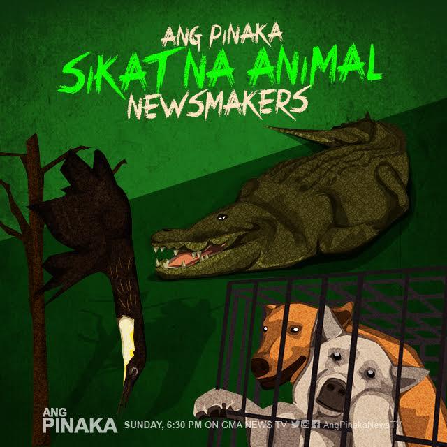 'Ang Pinaka' lists down the most popular animal newsmakers | GMA News ...